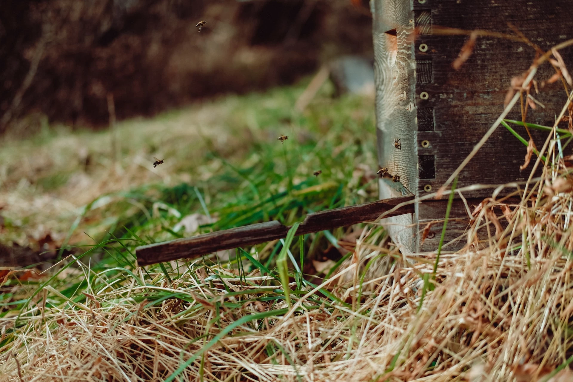 Why Do Bees Abandon a Hive? How To Avoid It (17 Reasons) - 🐝 BootstrapBee.com - Actionable ...