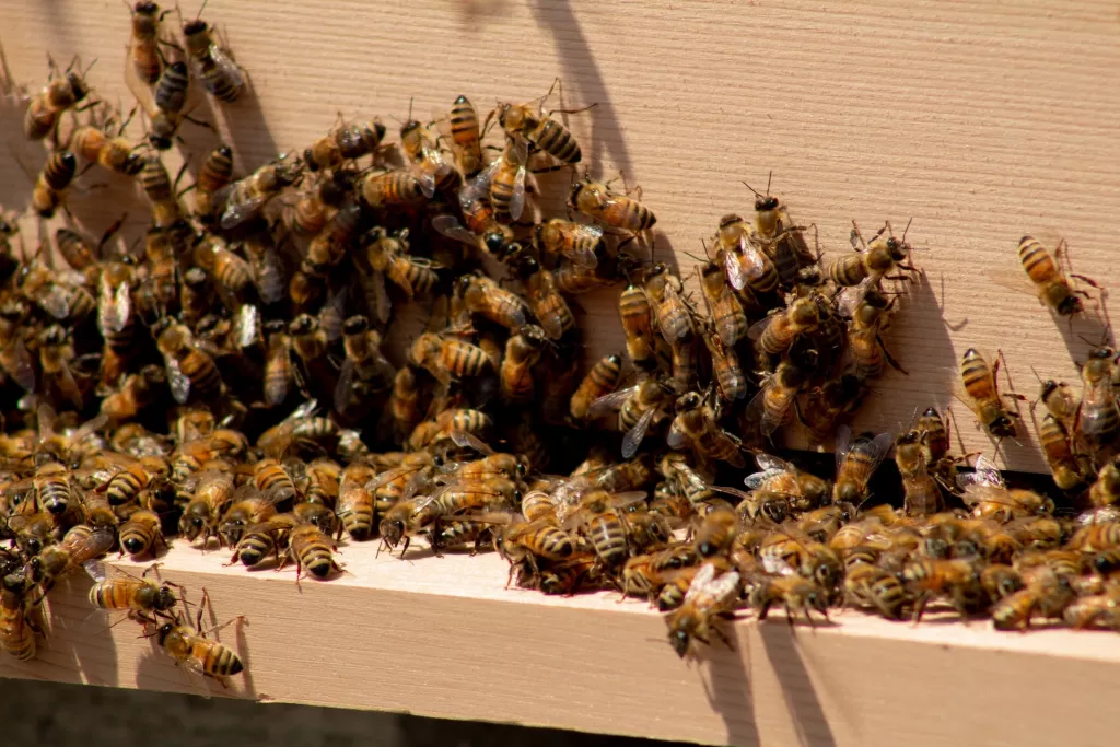 3 Reasons Why Bees Swarm in the Fall & How To Avoid It - 🐝 BootstrapBee.com - Actionable ...