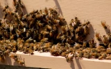 Honey Bee Orientation Flights vs. Swarming: 8 Key Differences - 🐝 BootstrapBee.com - Actionable ...