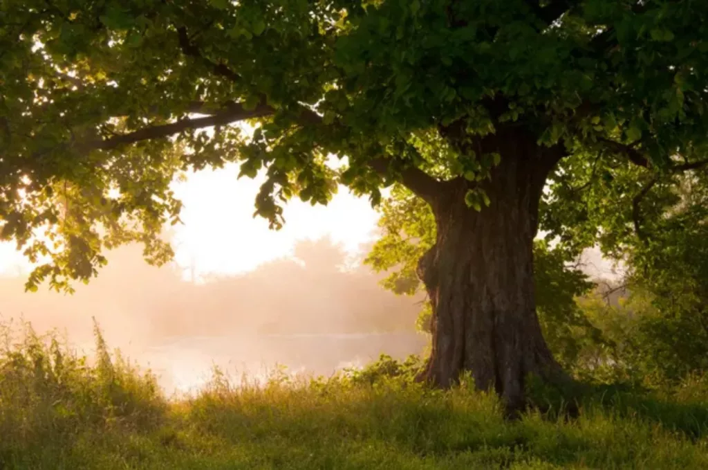 13 Most Profitable Hardwood Trees to Grow Yourself - 🐝 BootstrapBee.com ...