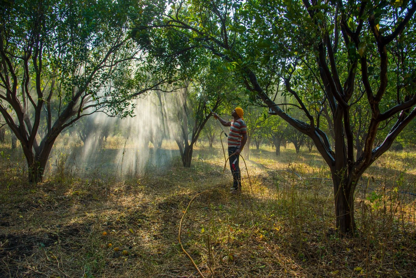 How Many Acres Do You Need For A Tree Farm BootstrapBee
