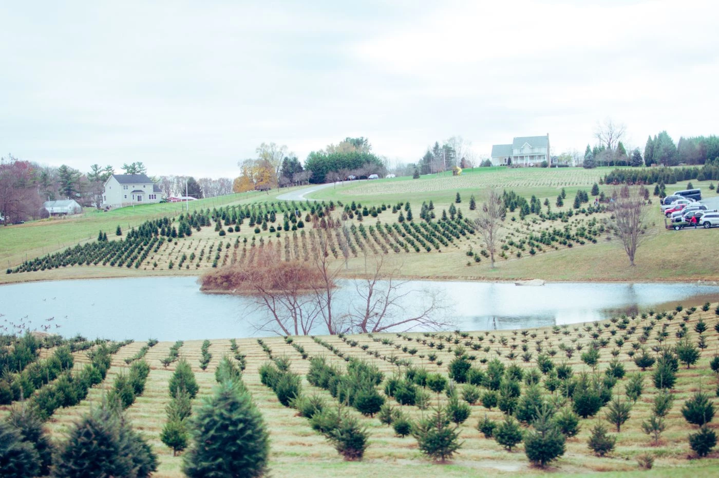 How Many Acres Do You Need For A Tree Farm BootstrapBee