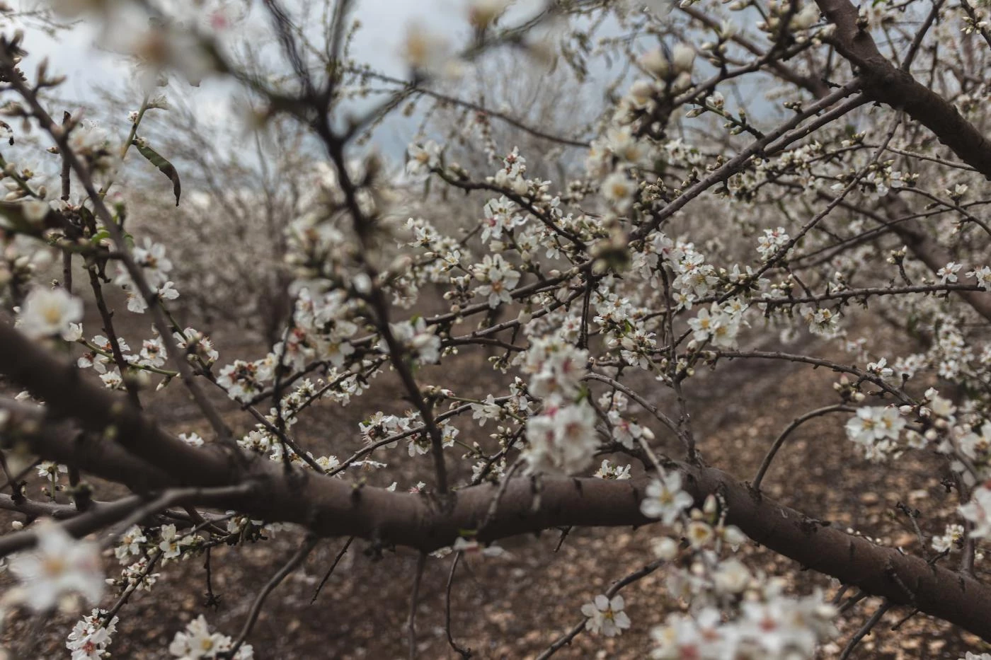 Where Do Almond Trees Grow? (Best Growing Zone) - 🐝 BootstrapBee.com ...