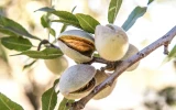 Average Almond Profit per Acre (2024 Breakdown) - 🐝 BootstrapBee.com - Actionable bootstrapping ...