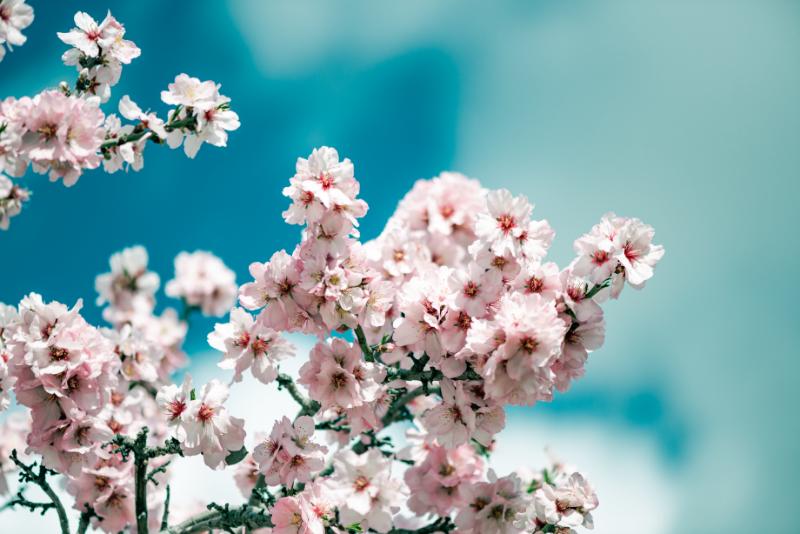 Average Almond Yield per Acre: What to Expect - 🐝 BootstrapBee.com - Actionable bootstrapping guides