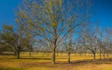 How Long Do Pecan Trees Live? (Complete Life Cycle) - 🐝 BootstrapBee.com - Actionable ...