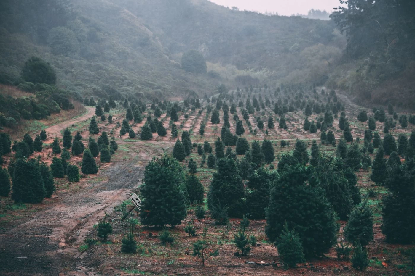 How Much Money Does a Christmas Tree Farm Make (2023 Averages) - 🐝 ...