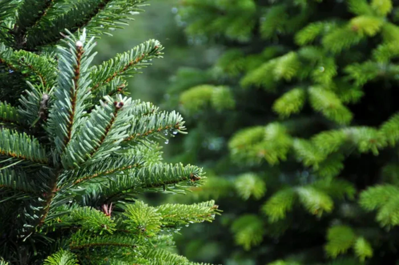 What's the Average Size of a Christmas Tree Farm? - 🐝 BootstrapBee.com ...