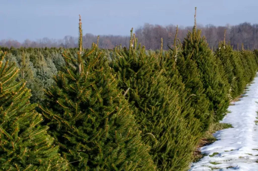 What's the Average Size of a Christmas Tree Farm? - 🐝 BootstrapBee.com ...