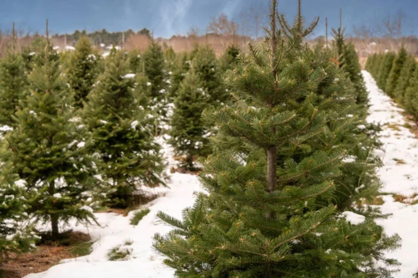 What's the Average Size of a Christmas Tree Farm? - 🐝 BootstrapBee.com ...