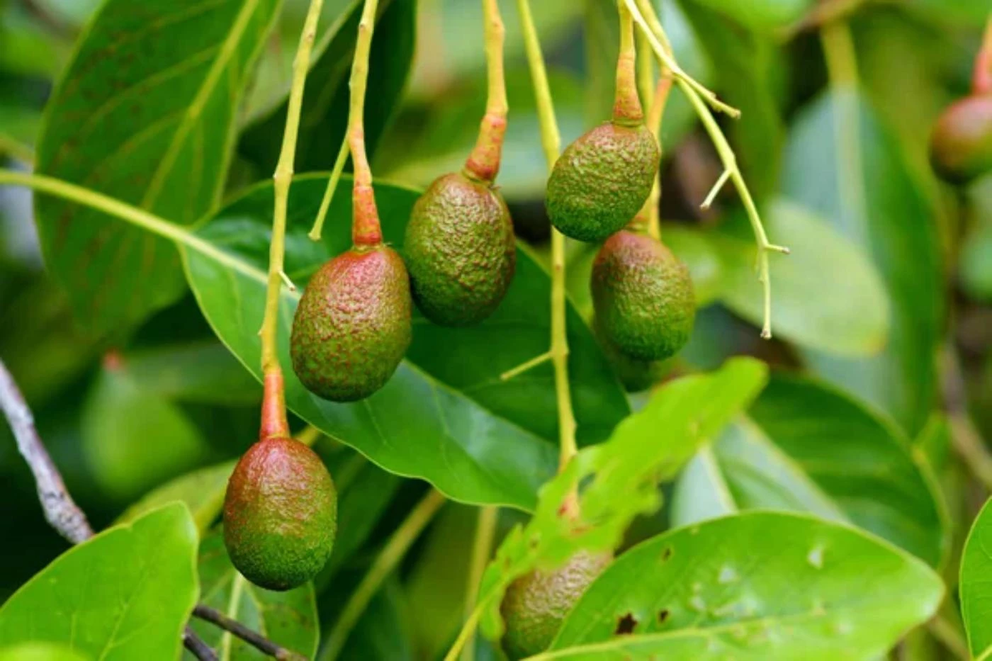 How Many Avocado Trees Should You Plant per Acre? - 🐝 BootstrapBee.com - Actionable ...