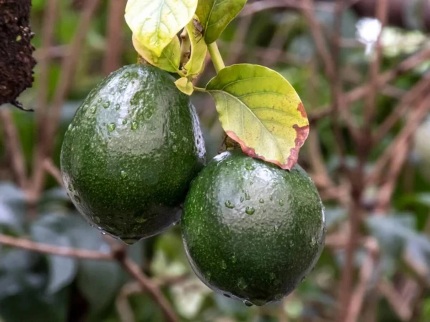 How Many Avocado Trees Should You Plant per Acre? - 🐝 BootstrapBee.com - Actionable ...