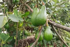 Tree Farming - 🐝 BootstrapBee.com - Actionable bootstrapping guides