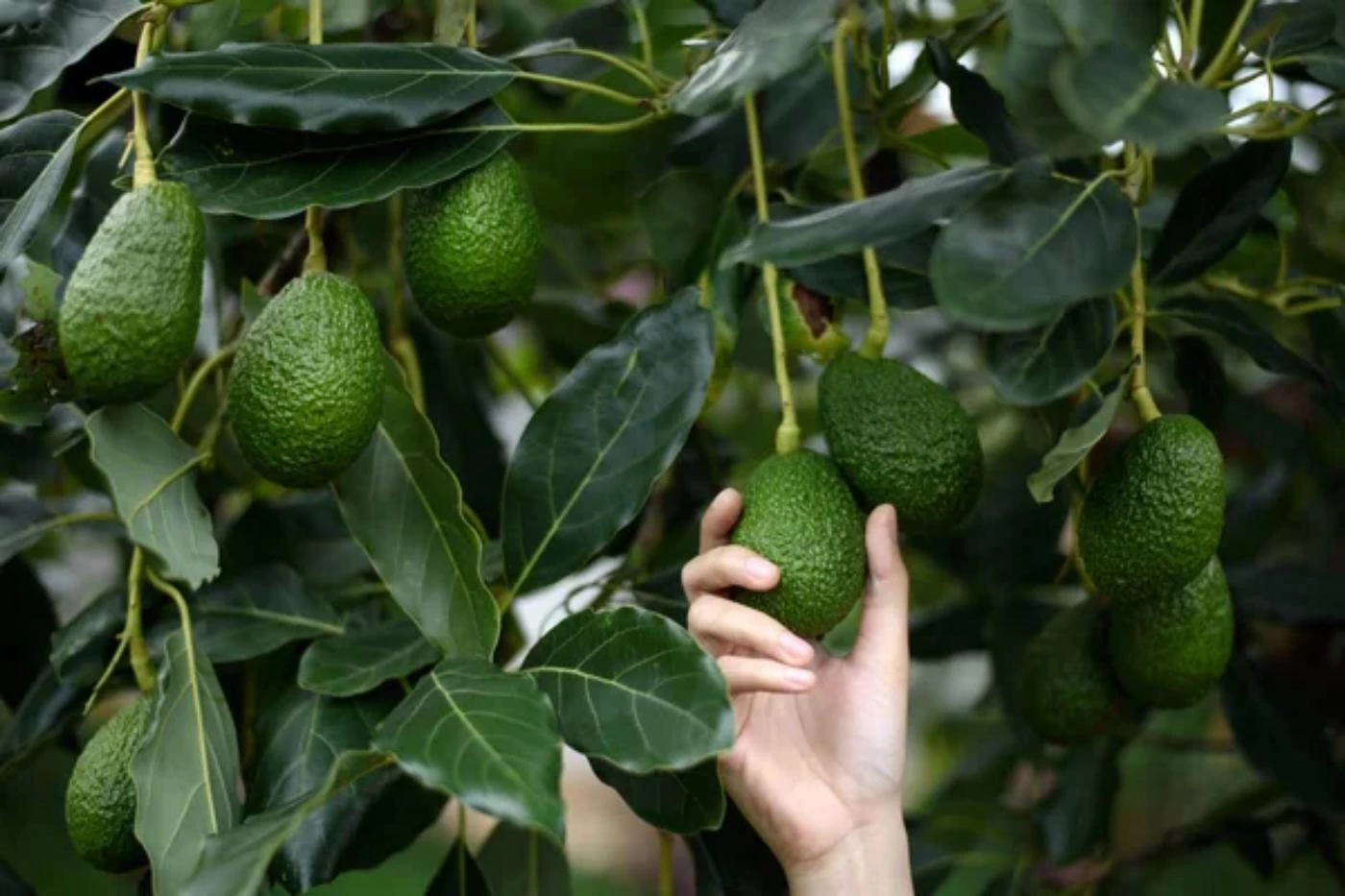 Avocado Yield per Hectare: What to Expect in Profits - 🐝 BootstrapBee.com - Actionable ...