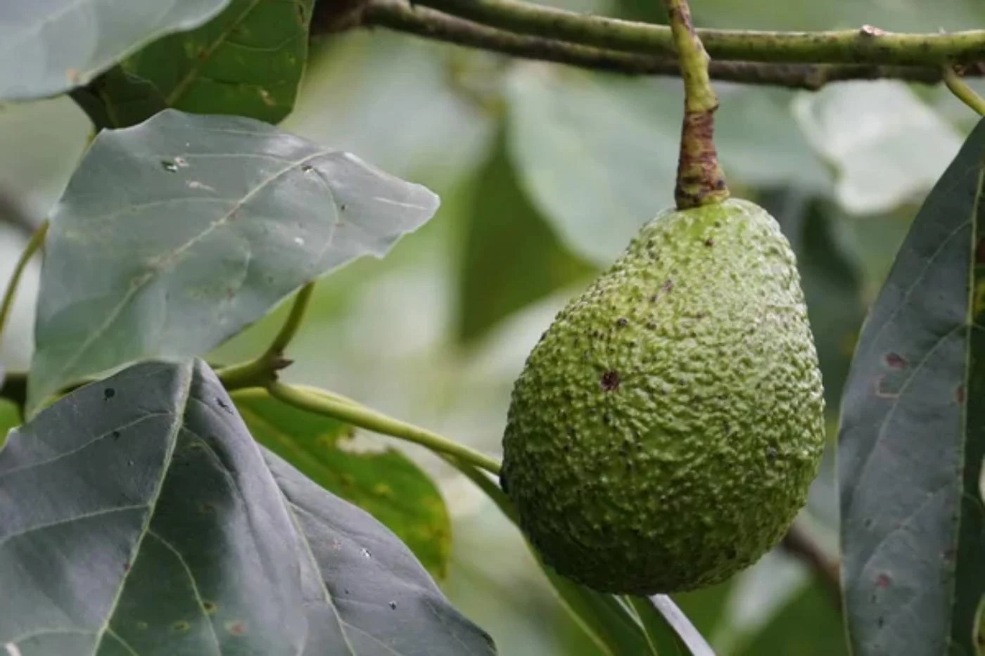 Average Avocado Yield per Tree (What to Expect) - 🐝 BootstrapBee.com - Actionable bootstrapping ...