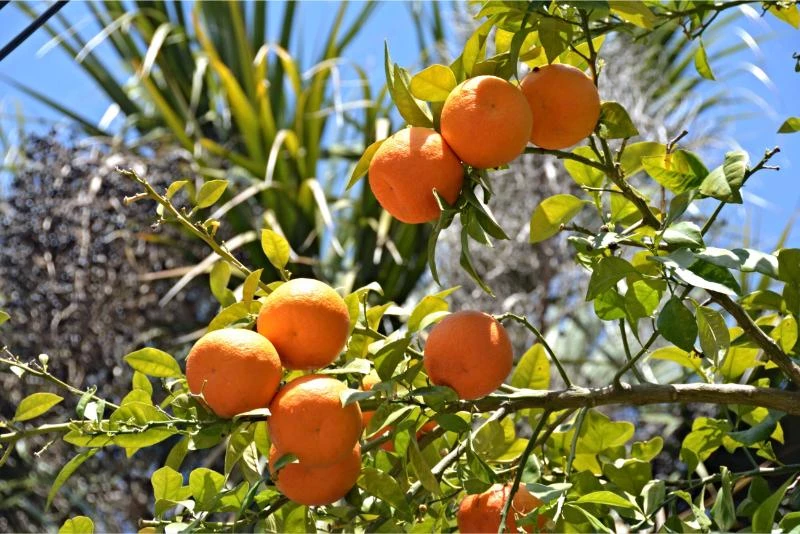 13 Things to Know Before Starting a Tree Farm - 🐝 BootstrapBee.com - Actionable bootstrapping guides