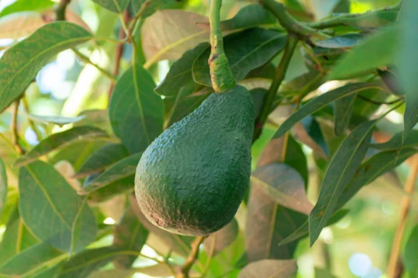 What's the Best Time to Plant Avocado Trees? - 🐝 BootstrapBee.com - Actionable bootstrapping guides