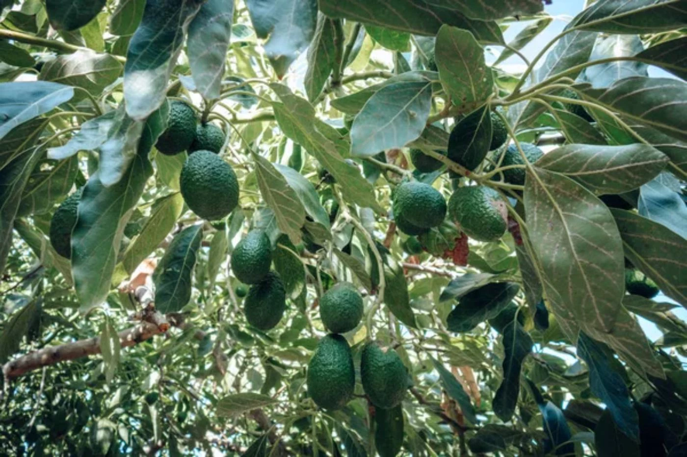 What's the Best Time to Plant Avocado Trees? - 🐝 BootstrapBee.com - Actionable bootstrapping guides