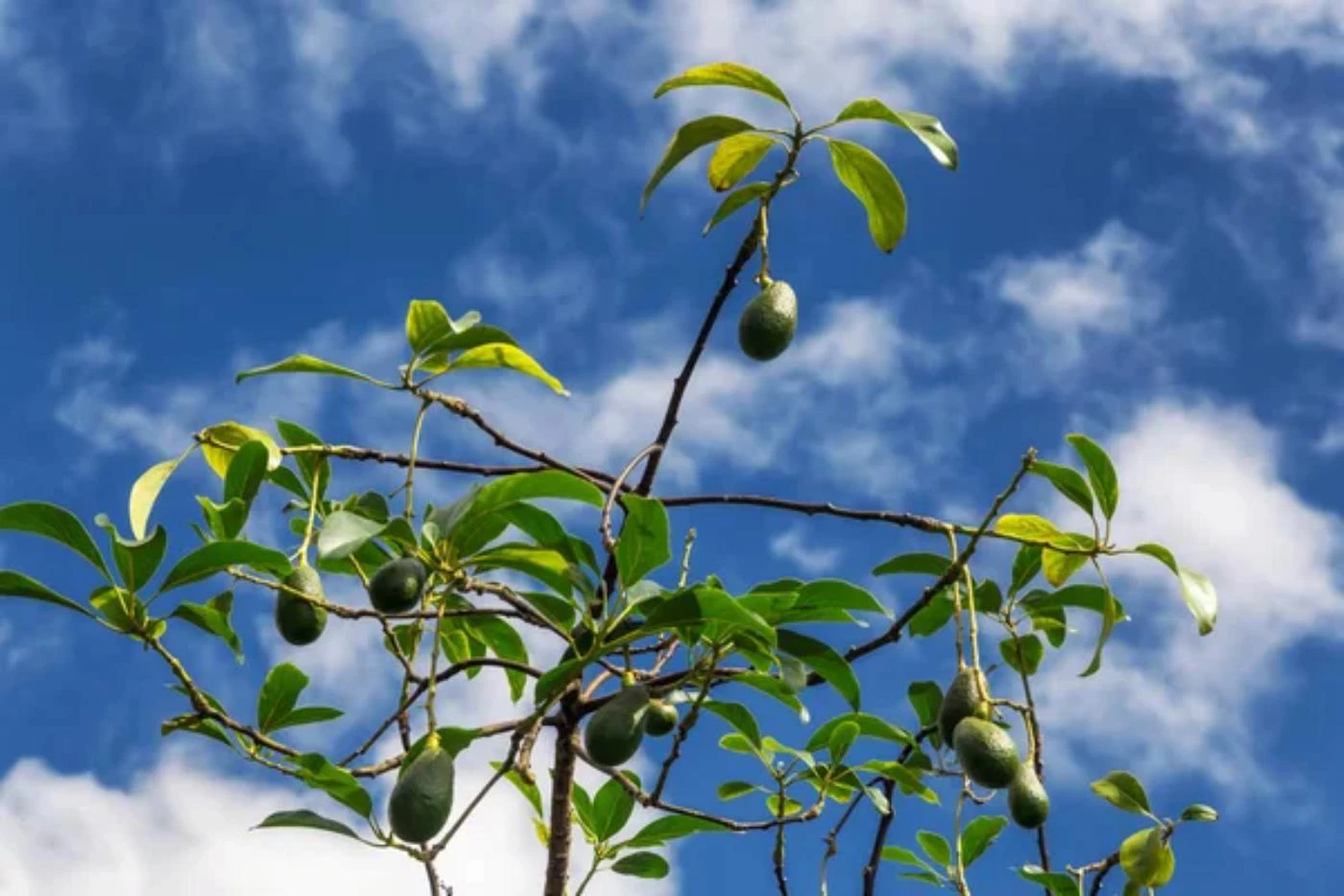 What's the Best Time to Plant Avocado Trees? - 🐝 BootstrapBee.com - Actionable bootstrapping guides