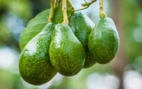 How Long Do Avocado Trees Live? (Complete Life Cycle) - 🐝 BootstrapBee.com - Actionable ...