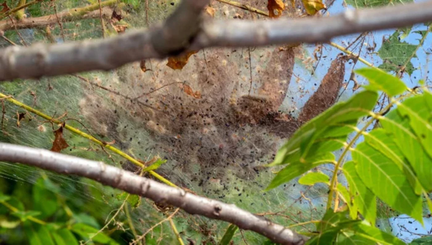 Common Black Walnut Problems: 19 Diseases with Pictures - 🐝 ...