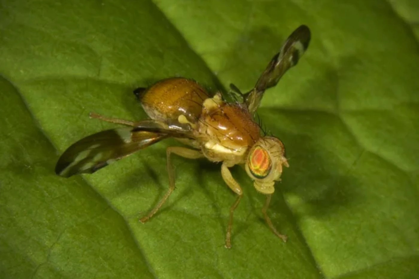 Common Black Walnut Problems: 19 Diseases with Pictures - 🐝 ...