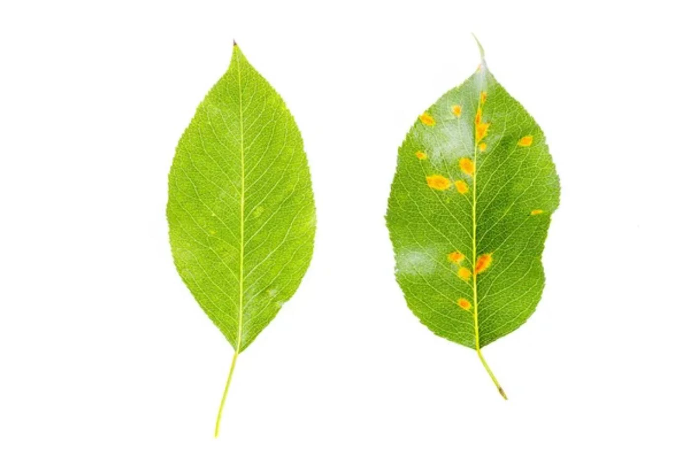 Common Black Walnut Problems: 19 Diseases with Pictures - 🐝 ...