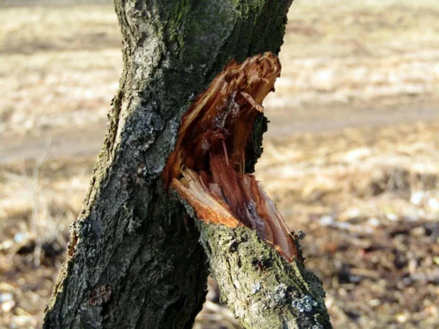 Common Black Walnut Problems: 19 Diseases with Pictures - 🐝 ...