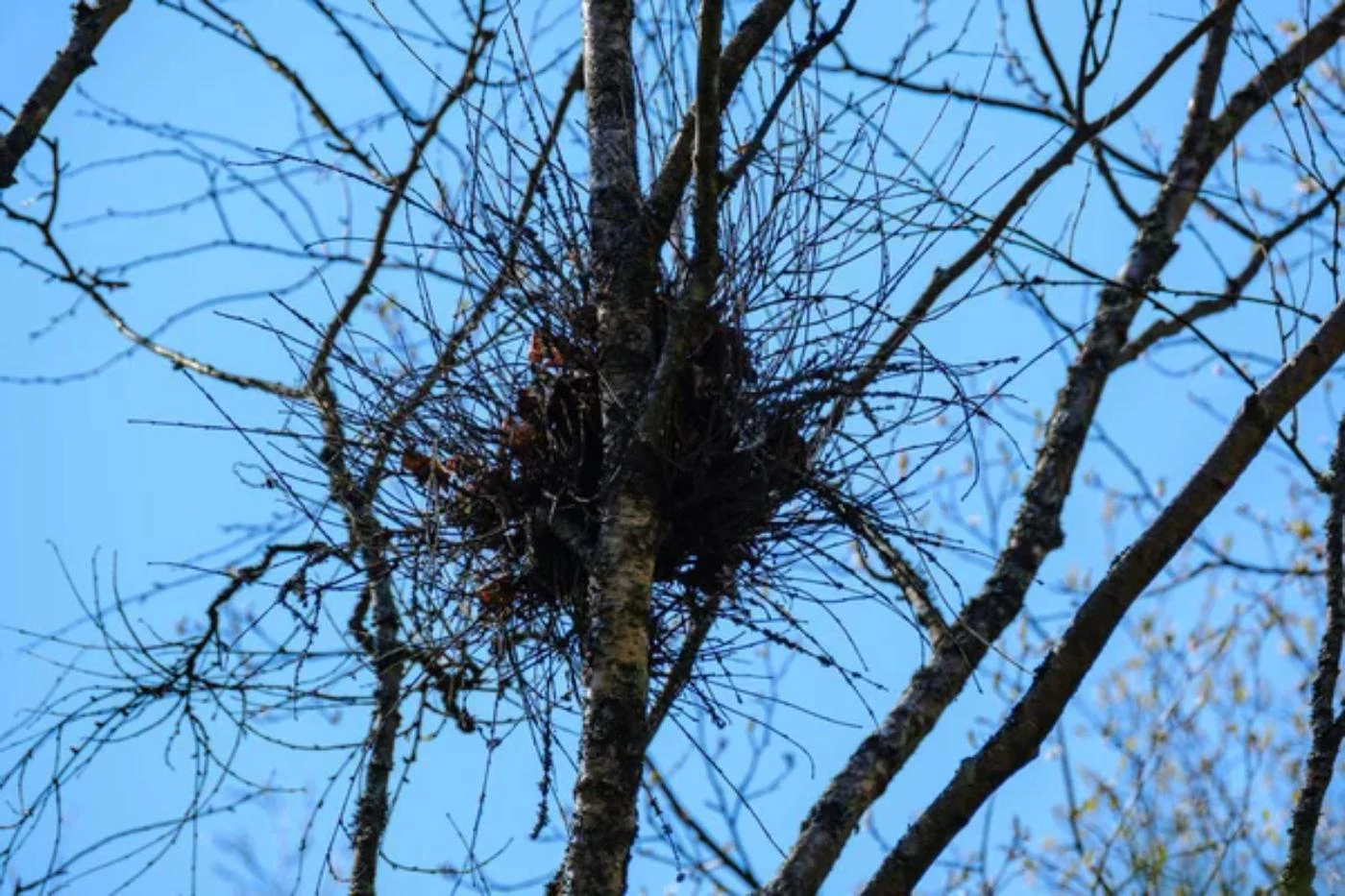Common Black Walnut Problems: 19 Diseases with Pictures - 🐝 ...