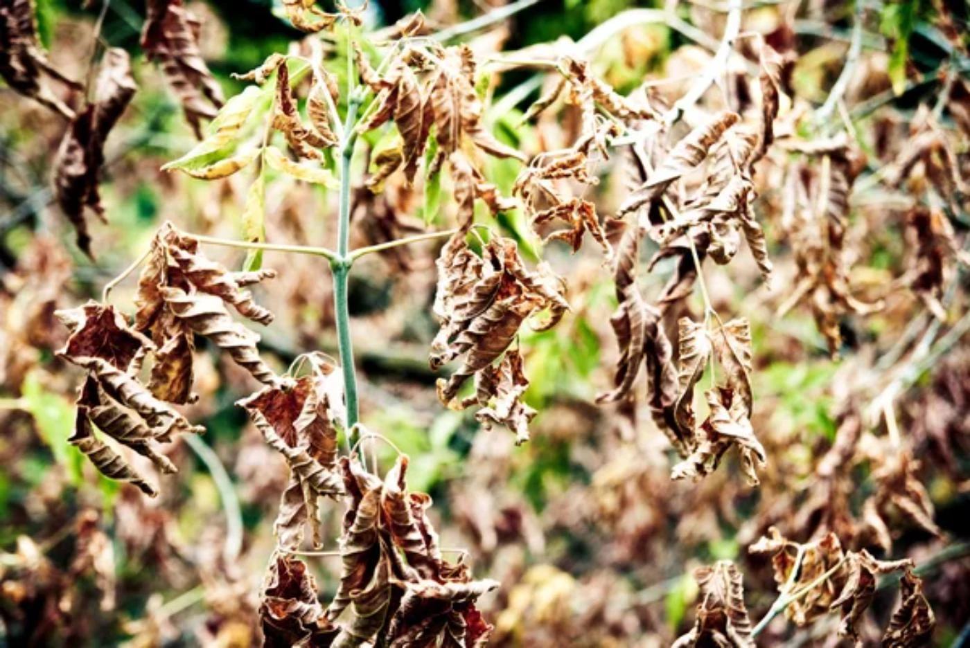 Common Black Walnut Problems: 19 Diseases with Pictures - 🐝 ...