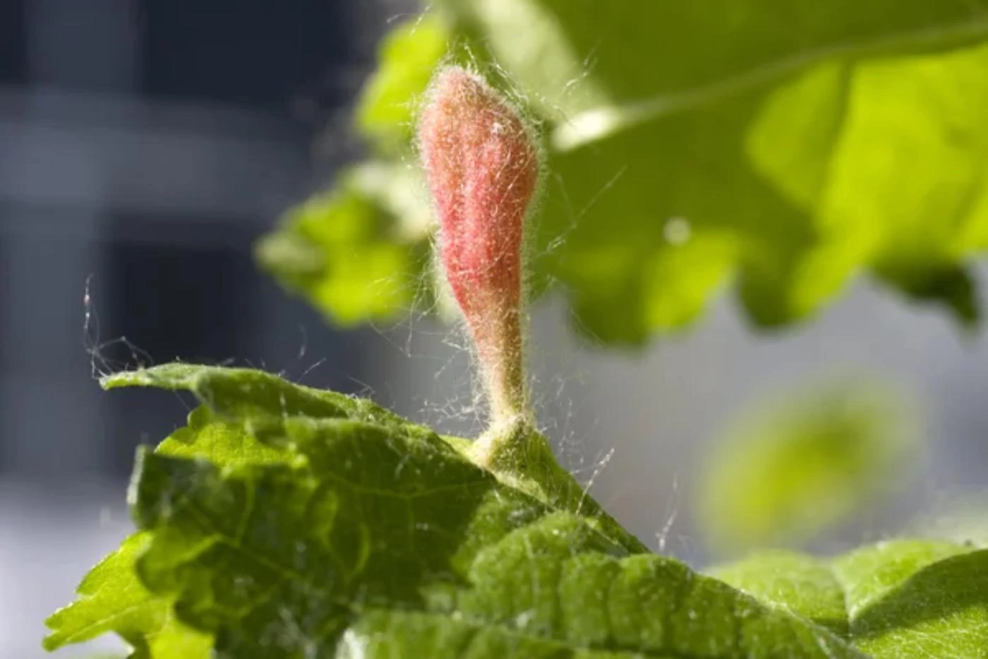 Common Black Walnut Problems: 19 Diseases with Pictures - 🐝 ...