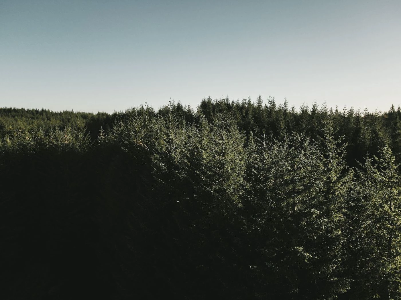 Average Cost to Plant Pine Trees per Acre (2023) - 🐝 BootstrapBee.com ...