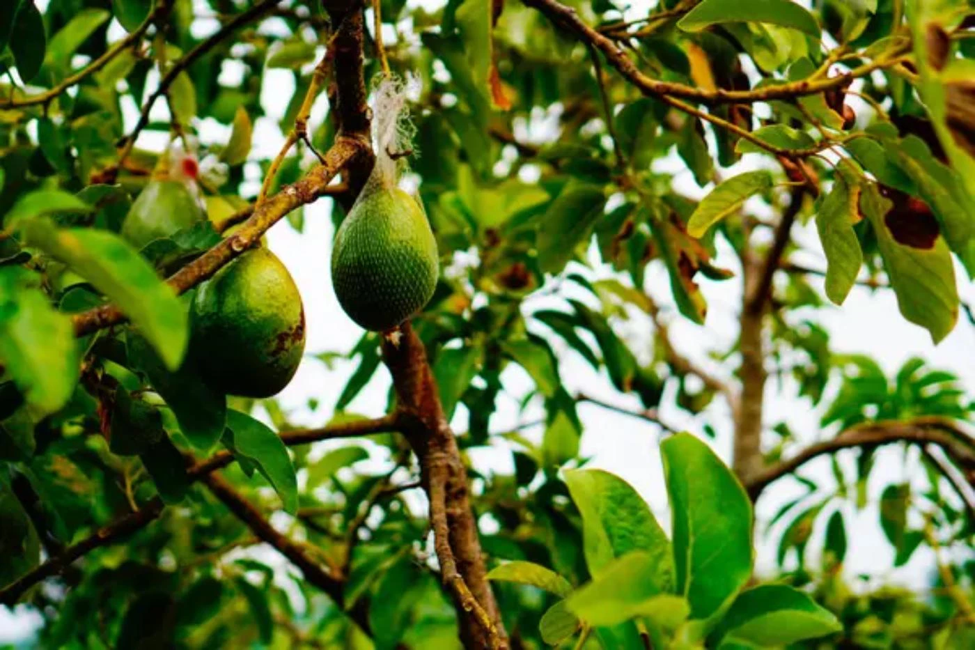 How Much Does It Cost to Start an Avocado Farm? - 🐝 BootstrapBee.com - Actionable bootstrapping ...