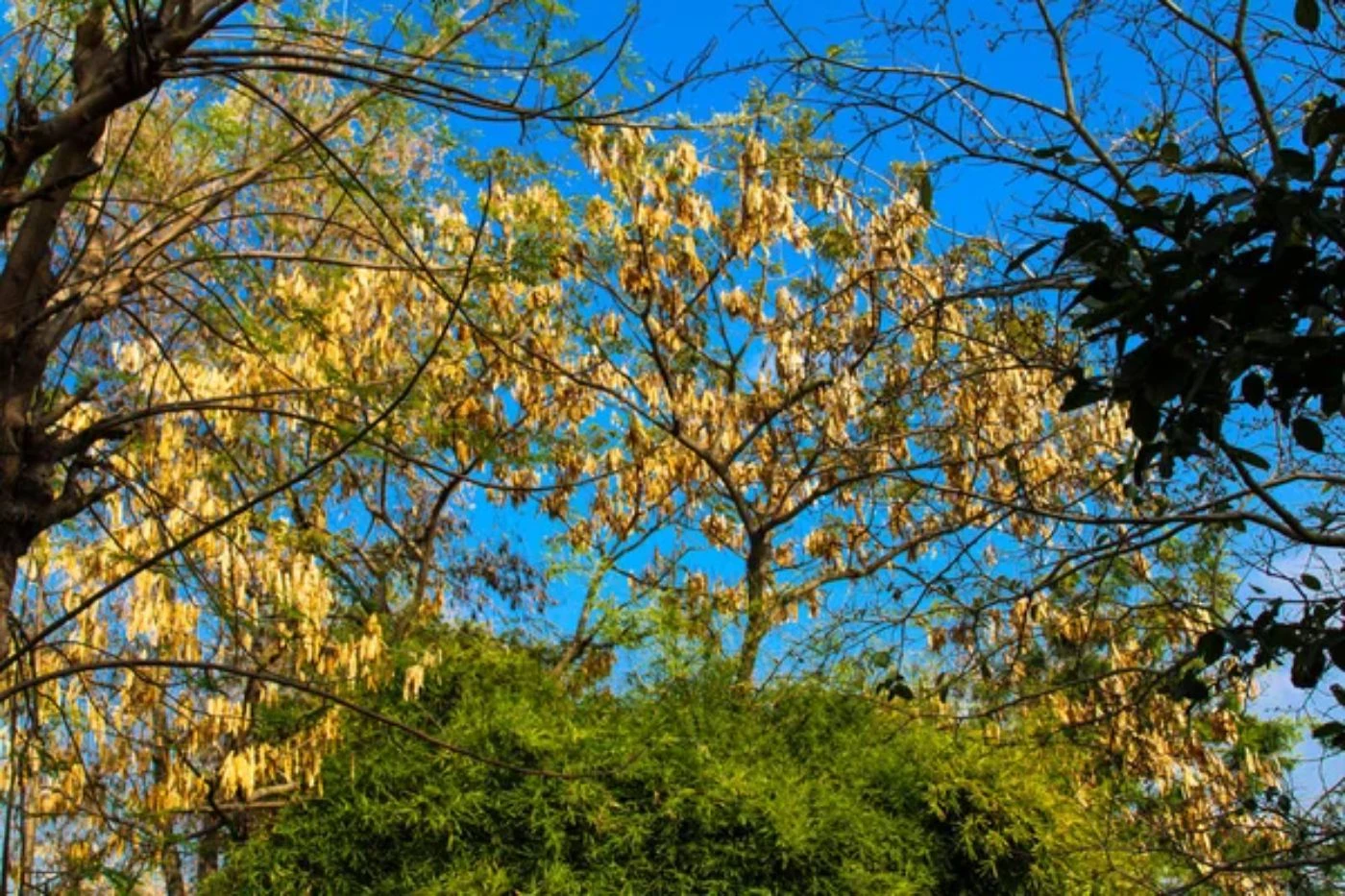 Fastest Growing Timber Trees That Earn the Most Too - 🐝 BootstrapBee ...