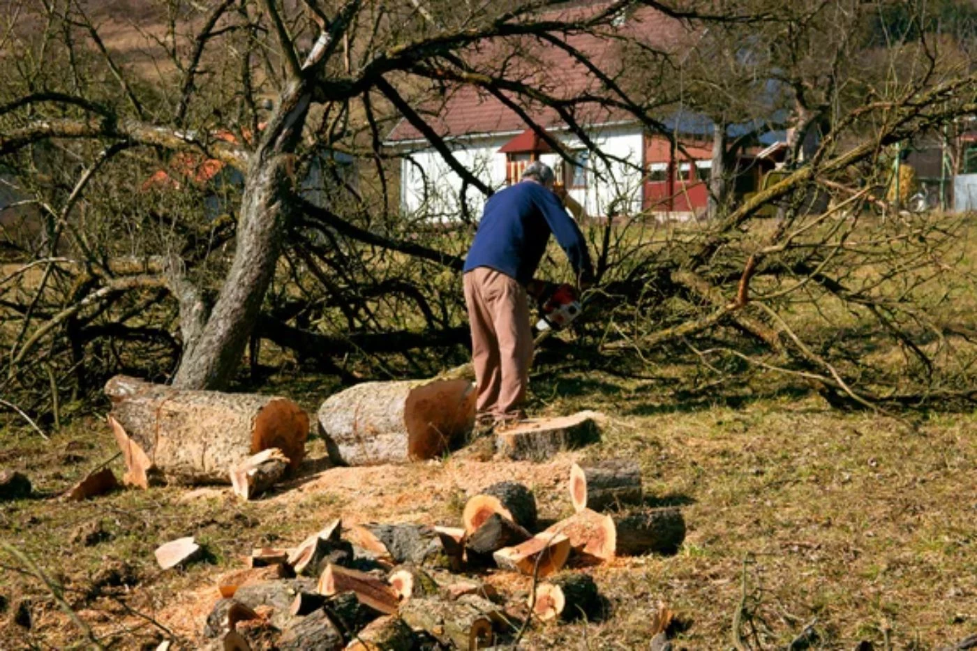 Fastest Growing Timber Trees That Earn the Most Too - 🐝 BootstrapBee ...