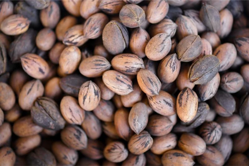 Why the Fastest Producing Pecan Tree Is the Pawnee - 🐝 BootstrapBee.com ...