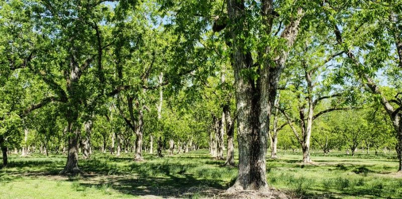 Why the Fastest Producing Pecan Tree Is the Pawnee - 🐝 BootstrapBee.com ...