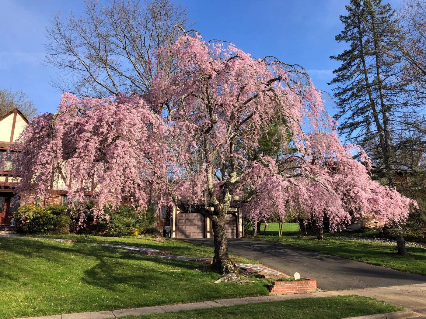 13 Most Common Cherry Fruit Tree Types (With Pictures) - 🐝 BootstrapBee ...