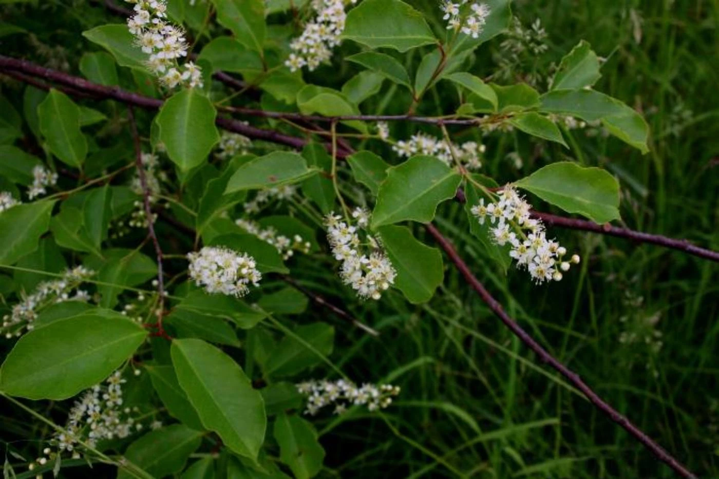 13 Most Common Cherry Fruit Tree Types (With Pictures) - 🐝 BootstrapBee ...
