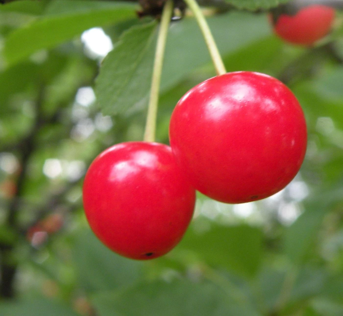 13 Most Common Cherry Fruit Tree Types (With Pictures) - 🐝 BootstrapBee ...