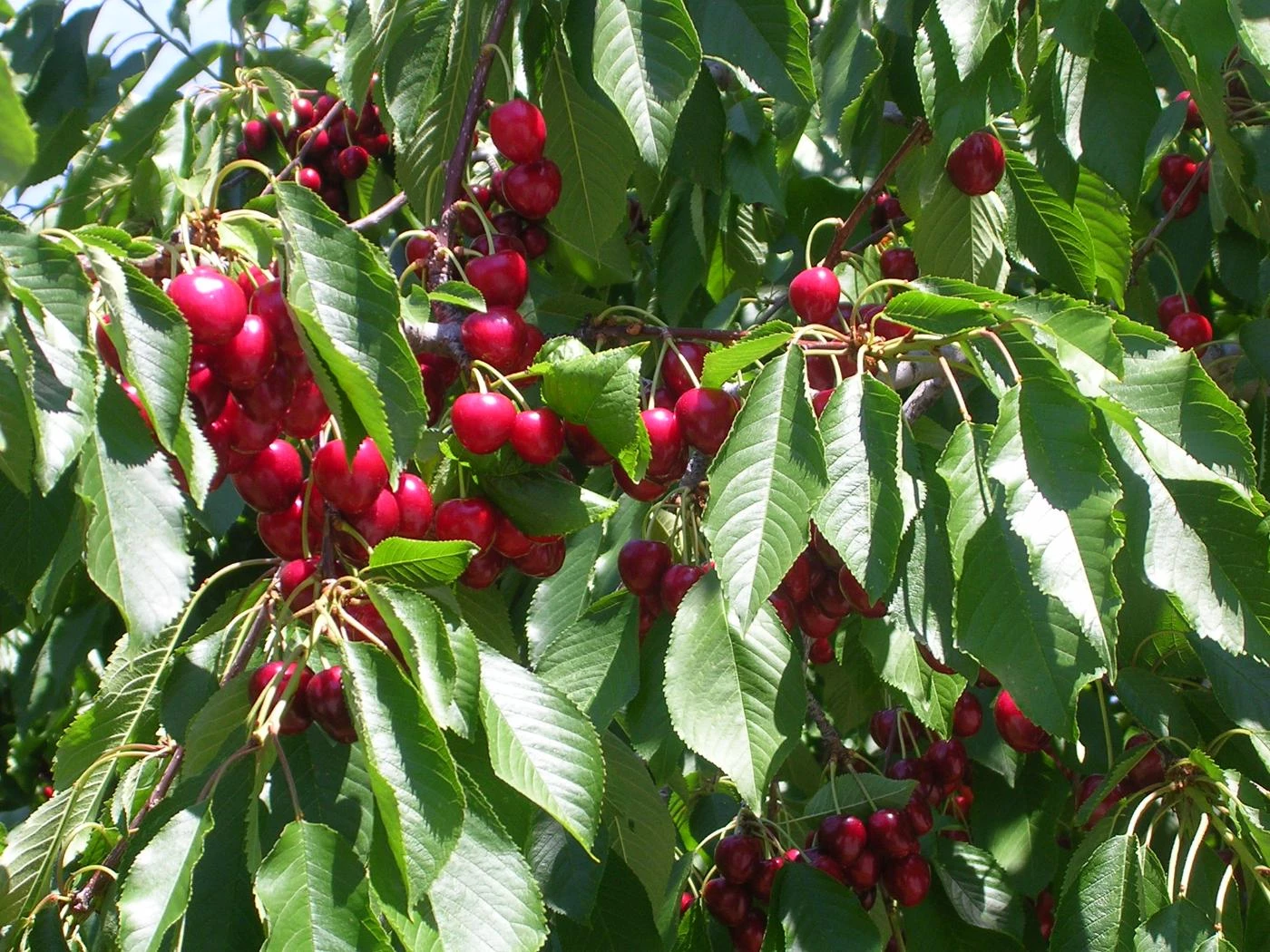 13 Most Common Cherry Fruit Tree Types (With Pictures) - 🐝 BootstrapBee ...