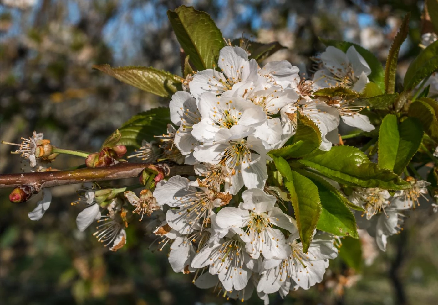 13 Most Common Cherry Fruit Tree Types (With Pictures) - 🐝 BootstrapBee ...