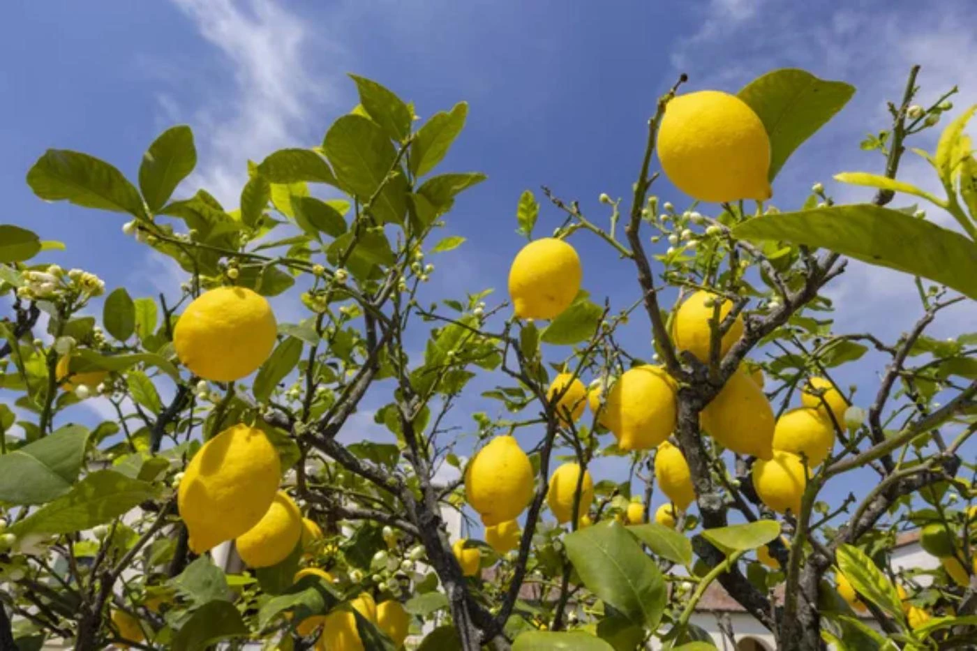 17 Most Common Fruit Trees Types (With Pictures) - 🐝 BootstrapBee.com - Actionable bootstrapping ...