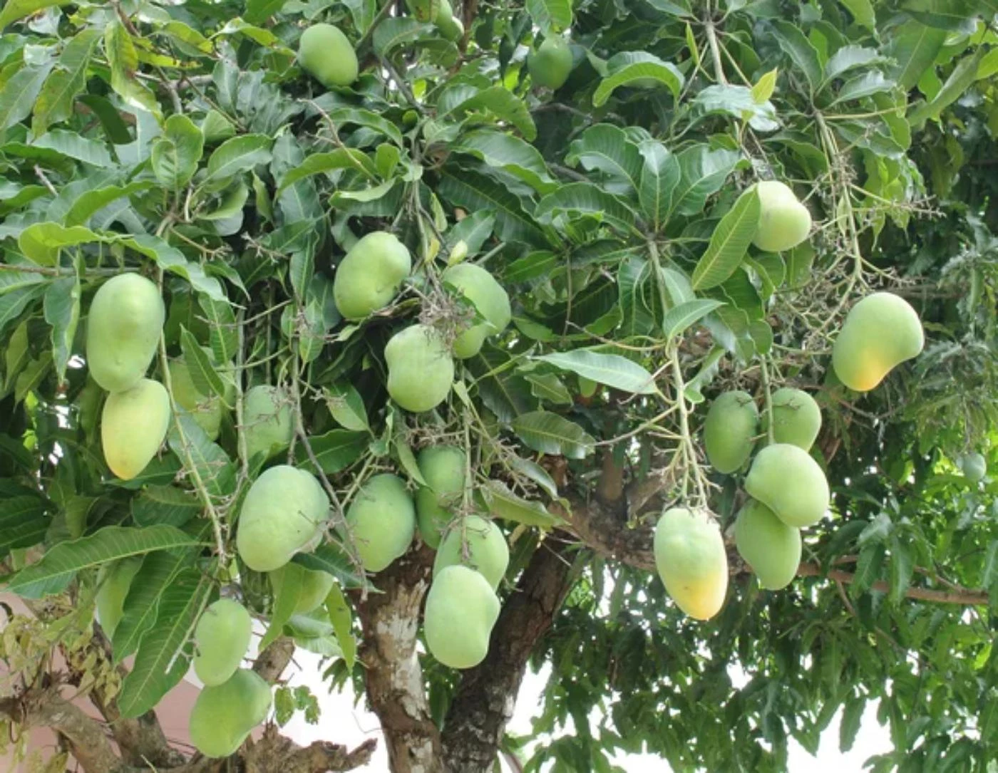 17 Most Common Fruit Trees Types (With Pictures) - 🐝 BootstrapBee.com ...
