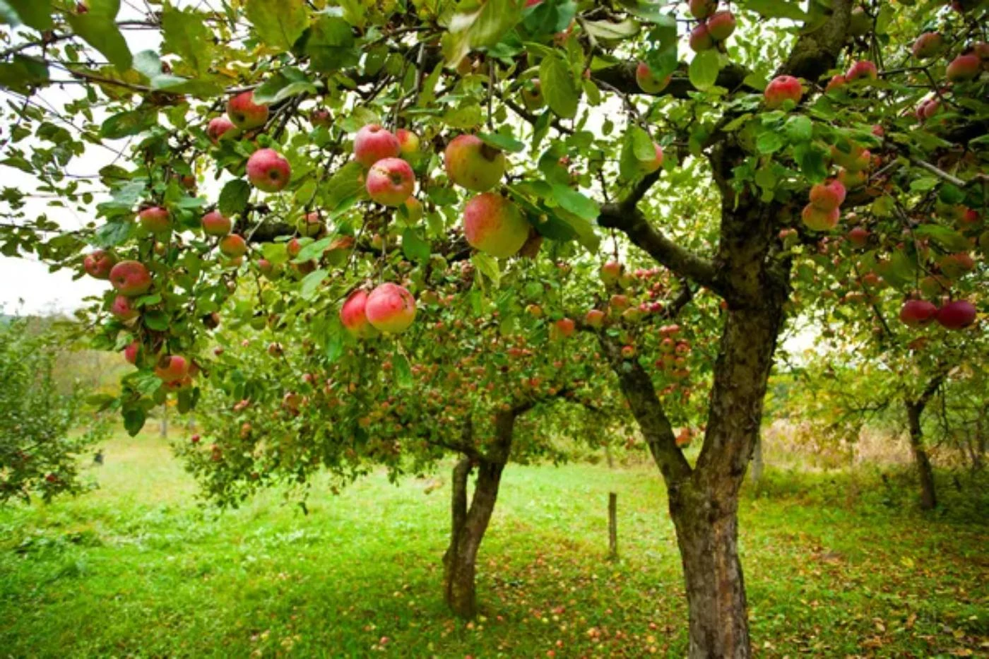 17 Most Common Fruit Trees Types (With Pictures) - 🐝 BootstrapBee.com ...
