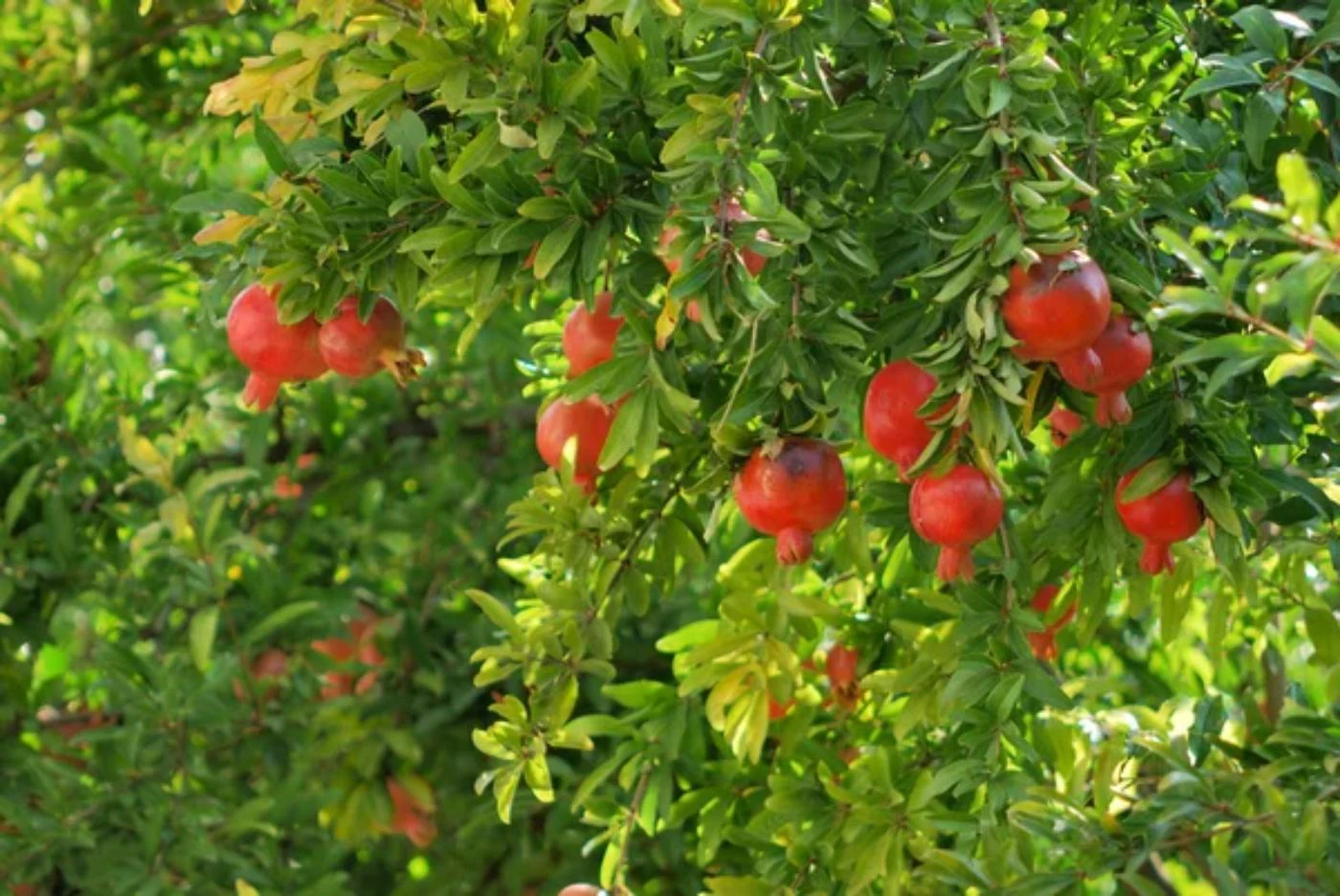 17 Most Common Fruit Trees Types (With Pictures) - 🐝 BootstrapBee.com ...