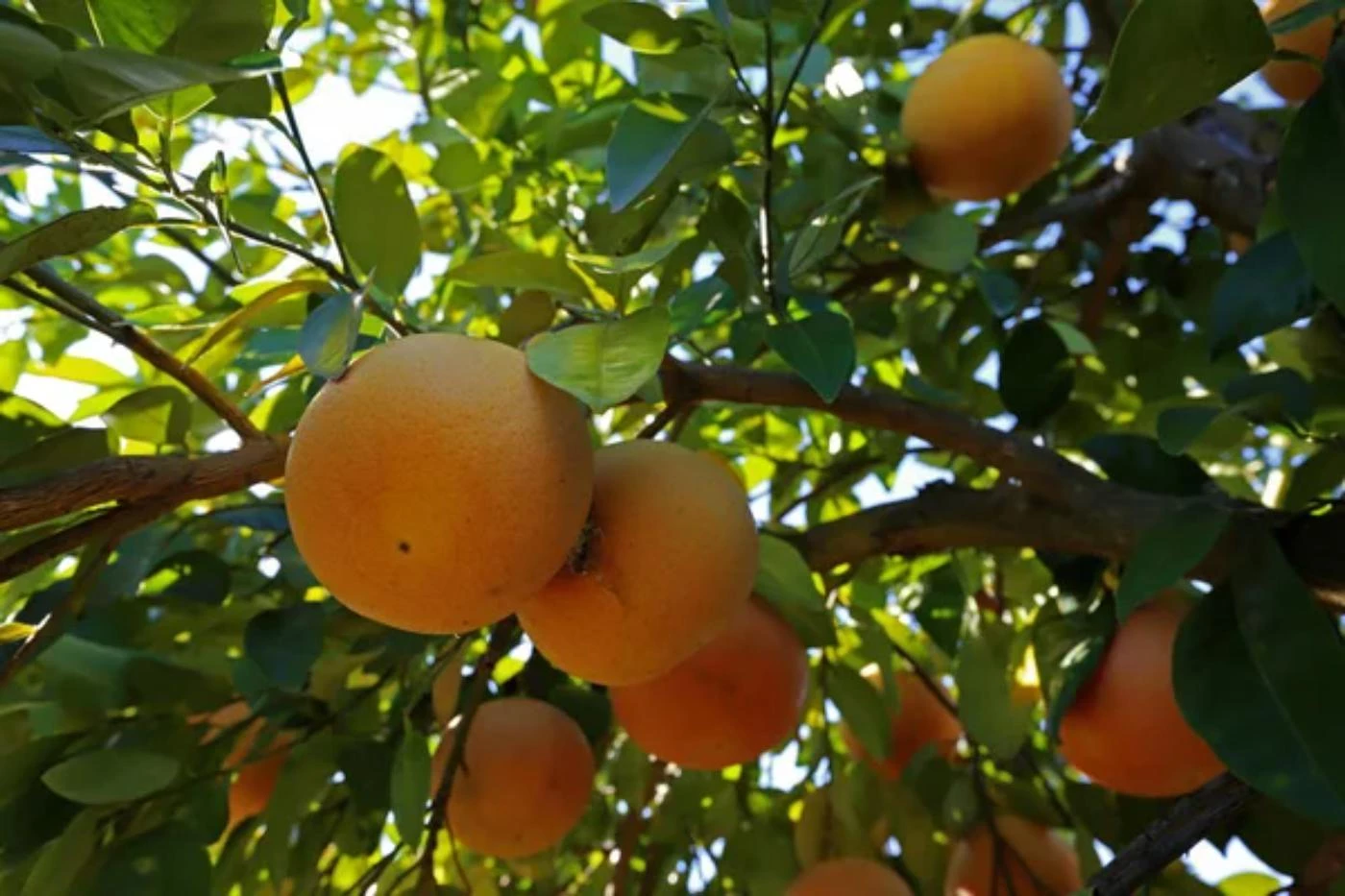 17 Most Common Fruit Trees Types (With Pictures) - 🐝 BootstrapBee.com - Actionable bootstrapping ...