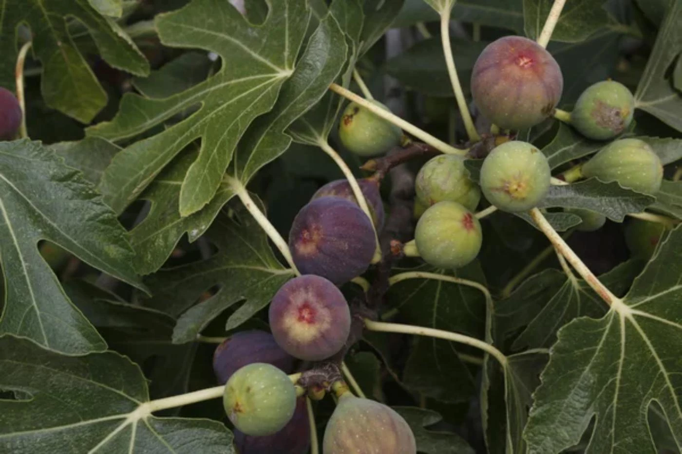 17 Most Common Fruit Trees Types (With Pictures) - 🐝 BootstrapBee.com ...