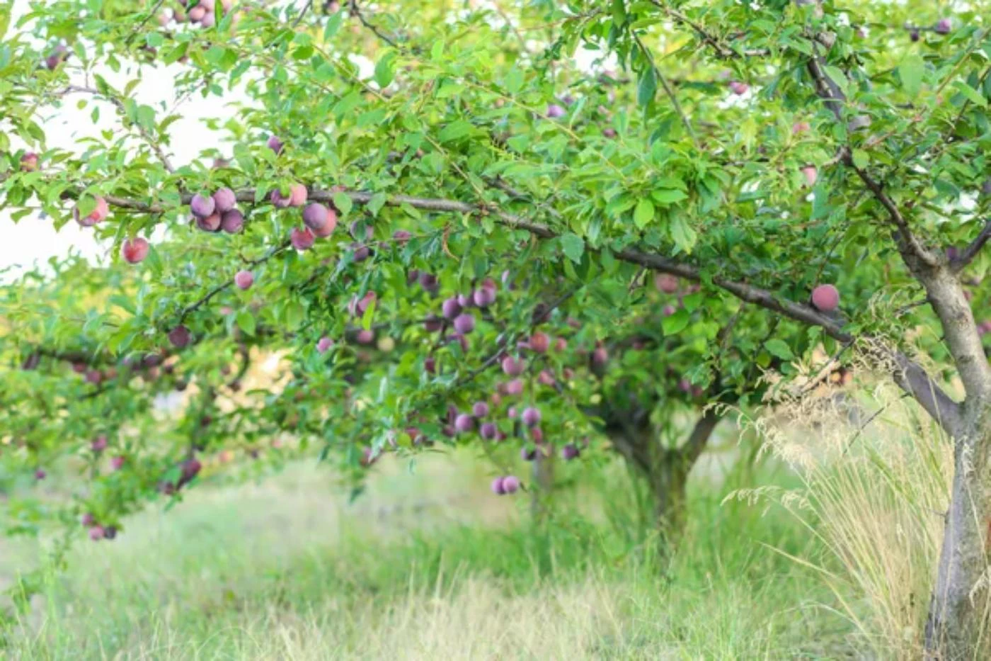 17 Most Common Fruit Trees Types (With Pictures) - 🐝 BootstrapBee.com ...