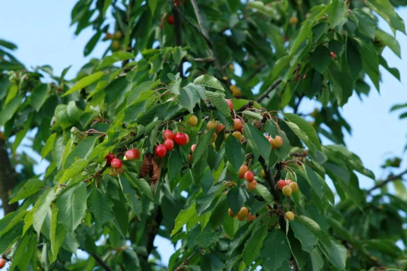 17 Most Common Fruit Trees Types (With Pictures) - 🐝 BootstrapBee.com ...